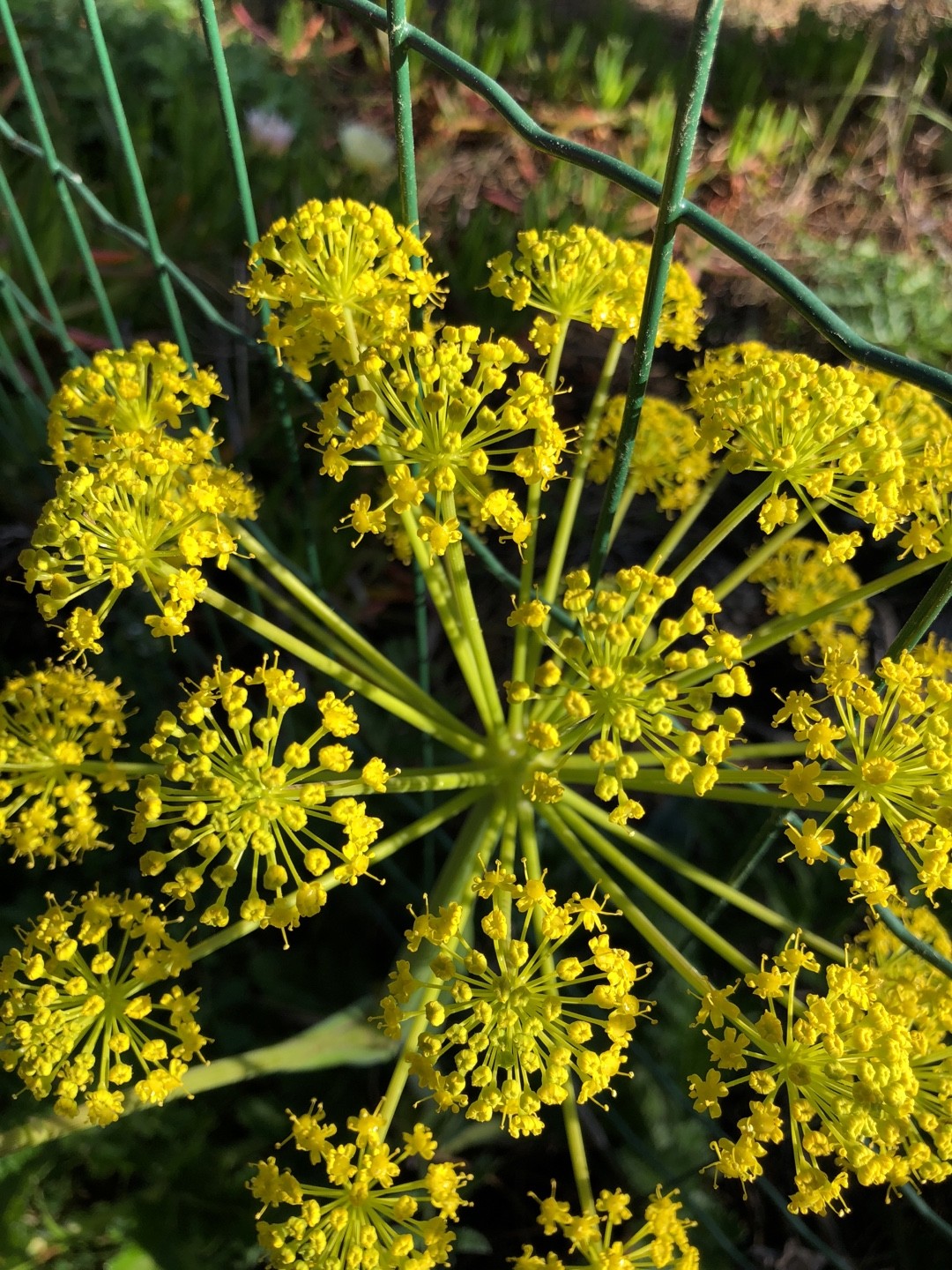 Thapsia villosa - PictureThis