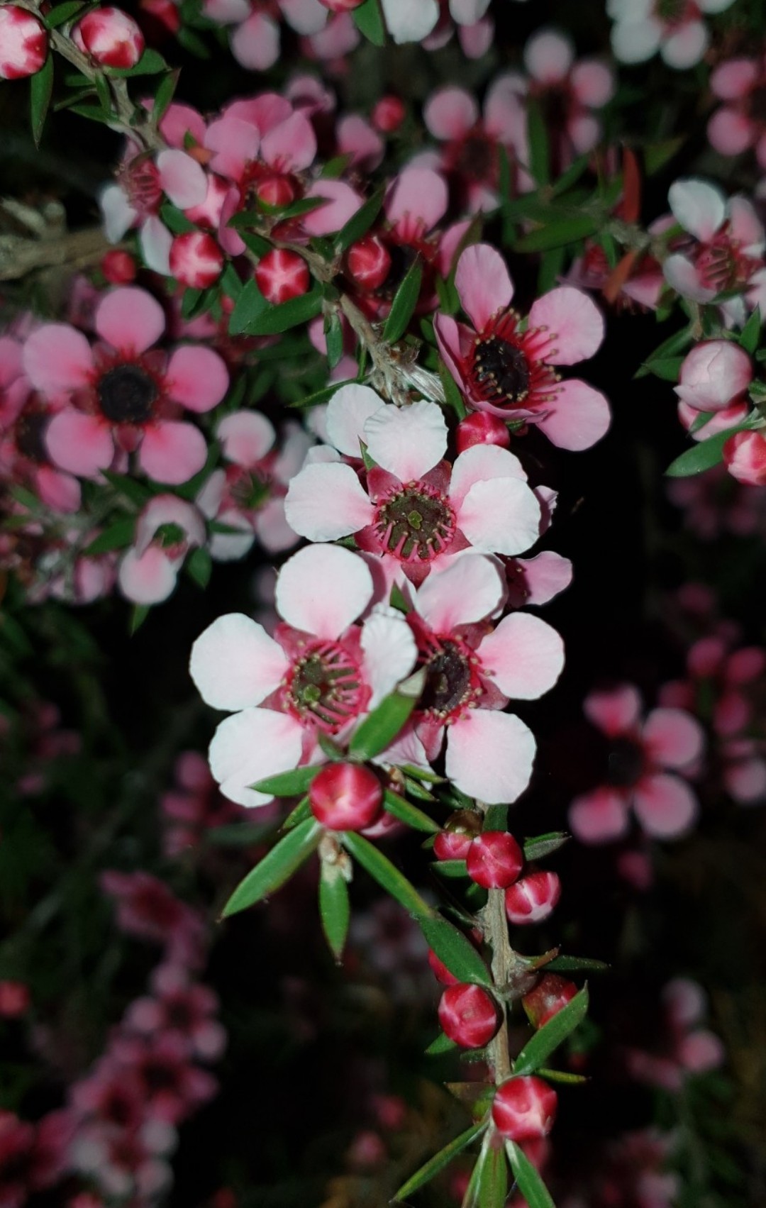 Leptospermum scoparium 'Martini' (Leptospermum scoparium 'Martini ...