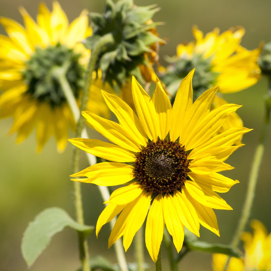 Helianthus petiolaris - PictureThis