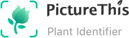 Cacahuatillo (Senna uniflora) - PictureThis