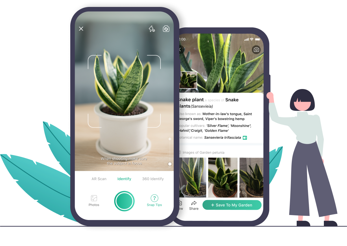 Artemisia lavandulifolia Care (Watering, Fertilize, Pruning, Propagation) - PictureThis