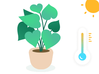Miniature joshua tree Care (Watering, Fertilize, Pruning, Propagation ...