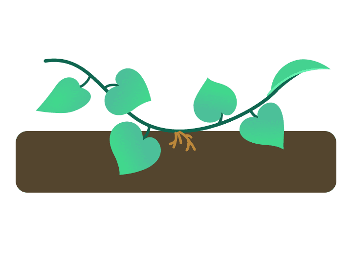 Miniature joshua tree Care (Watering, Fertilize, Pruning, Propagation ...