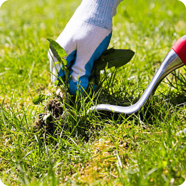 Red feather clover (Trifolium rubens) Flower, Leaf, Care, Uses ...