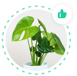 Guásimo (Guazuma ulmifolia) - PictureThis