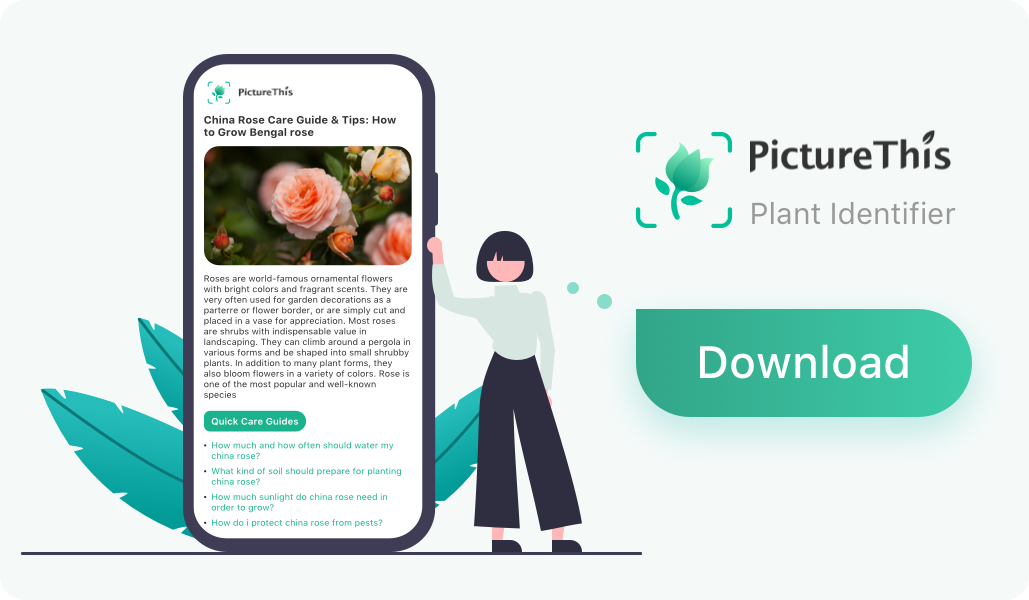 Maguey noa (Agave victoriae-reginae) - PictureThis