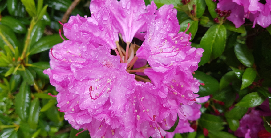 Rhododendron augustinii Flower, Leaf, Care, Uses - PictureThis