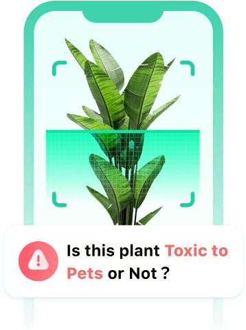 Guásimo (Guazuma ulmifolia) - PictureThis