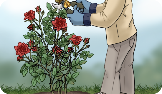 โป๊ยเซียน (Euphorbia milii) คู่มือการดูแล - PictureThis