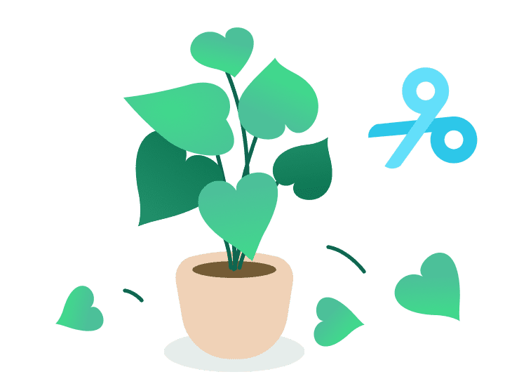 Japanese maple 'Skeeter's Broom' Care (Watering, Fertilize, Pruning ...