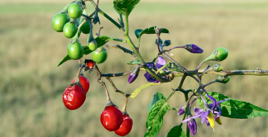 American black nightshade (Solanum americanum) Flower, Leaf, Care, Uses ...