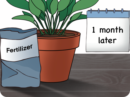 Leopard plant Care (Watering, Fertilize, Pruning, Propagation ...