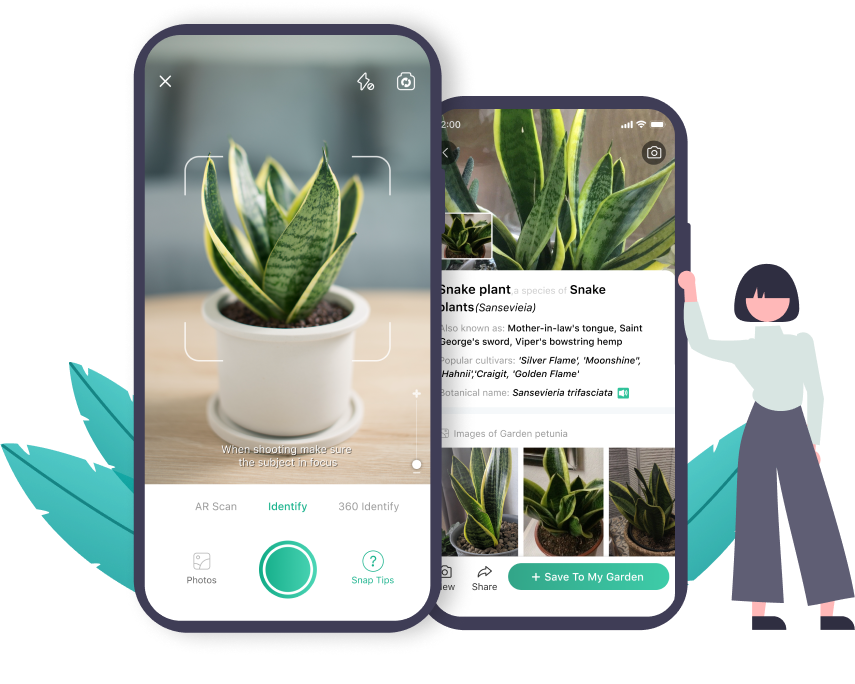 Hymenophyton Care (Watering, Fertilize, Pruning, Propagation) - PictureThis