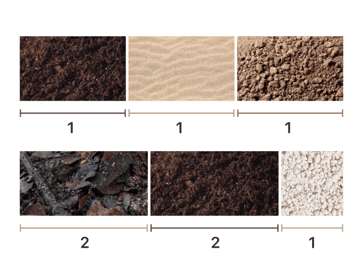 Zonal geranium Care (Watering, Fertilize, Pruning, Propagation ...